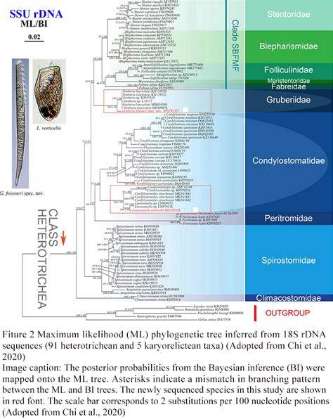Morphological Classification Species Diversity And Ecological