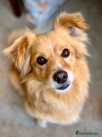 Free Dogs For Adoption Pets4homes