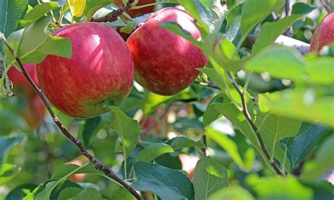 Mivel és Mikor Kell Permetezni Almamoly Ellen