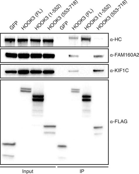 Kif1c Antibody Nb100 57510 Bio Techne