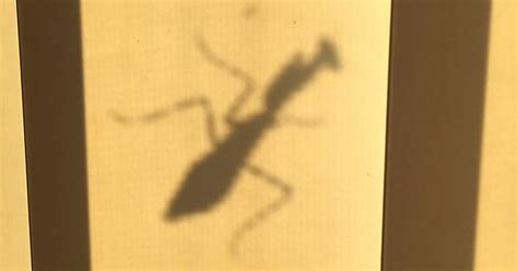 And This Mantis Looks Pixelated Album On Imgur