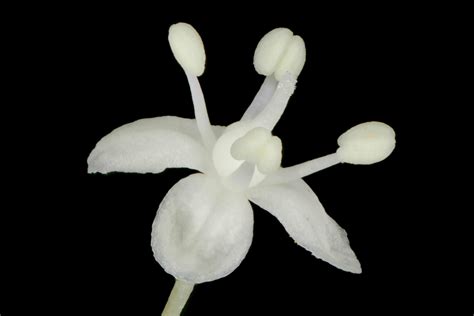 Maianthemum Bifolium L Fwschmidt Plants Of The World Online