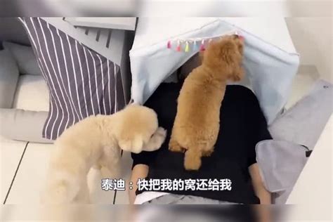 大叔训练了只泰迪犬，从来没见过这么正经的泰迪泰迪训练大叔