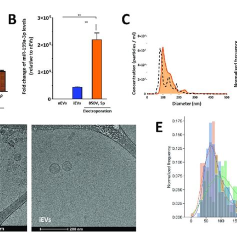 Electroporation Optimization For Ev Loading With Mirna A And B