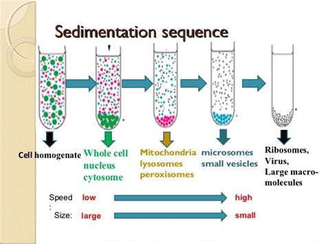 3cell Fractionation