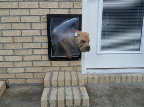 Best Through The Wall Pet Door At Kathleen States Blog