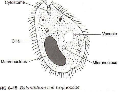 Ciliates Parasitology