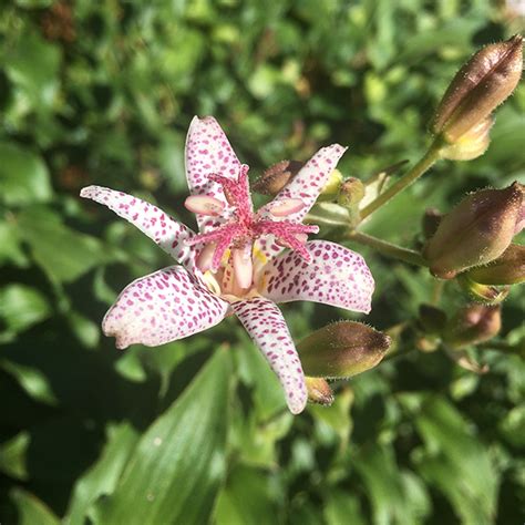 Tricyrtis Formosana Toad Lily Lurie Garden
