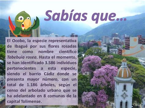 Cortolima Corporación Autónoma Regional Del Tolima Ocobos De Ibagué