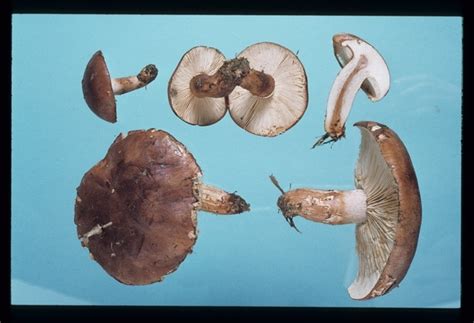 Virtual Mycota Tricholoma Pessundatum