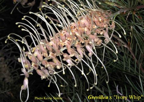 What Is A Whip Plant At Joan Fleming Blog