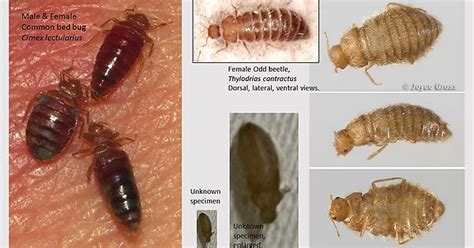 Common Bed Bug And The Female Odd Beetle Album On Imgur