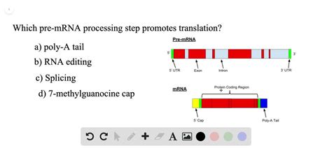 Which Pre Mrna Processing Step Is Important For I…