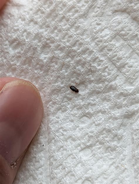 Do I Have Bed Bugs R Whatisthisbug