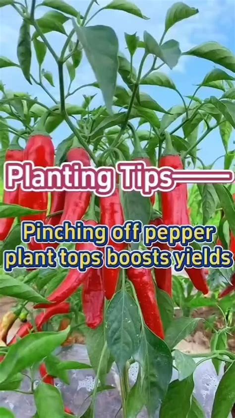 Best 13 Tomato Blight How To Spot Treat And Prevent 3 Types Of Blight