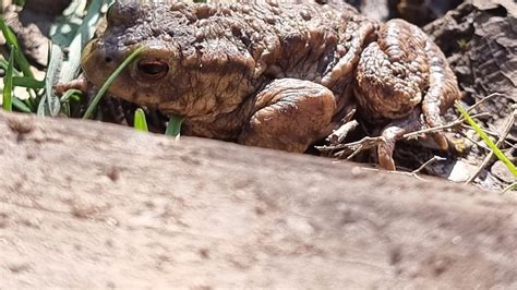Chris Collins On…making A Hibernaculum Garden Organic
