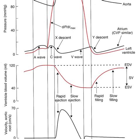 Example Of The Measurement Of Iso Volumic Relaxation Time Ivrt Ivrt Download Scientific