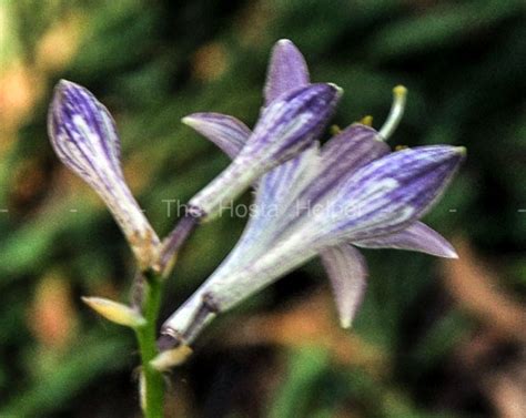 P00 Hosta Tiny Tears From The Hosta Helper Presented By