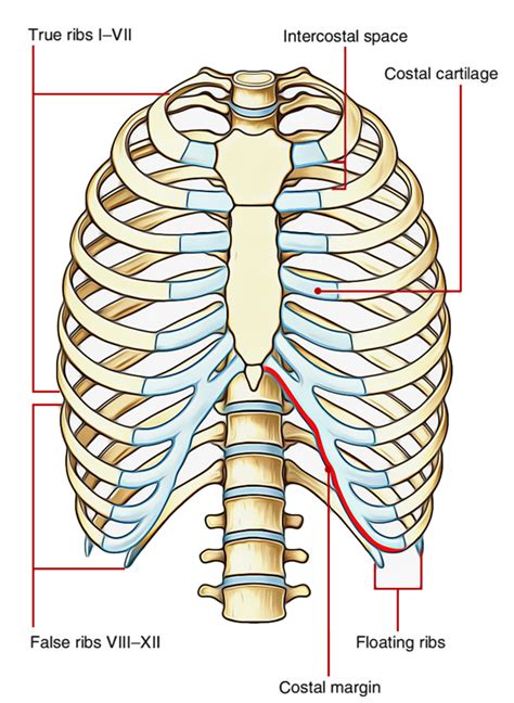 False Ribs And Floating Ribs
