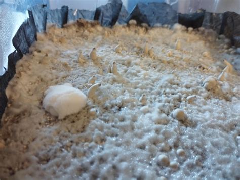 Thought I Had Wet Bubble But Nats Seem To Be Pinning Nicely R Psilocybe Natalensis