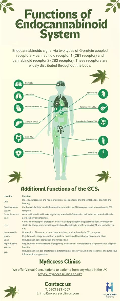 Ppt Functions Of The Endocannabinoid System Powerpoint Presentation