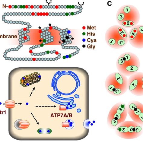 Schematic Illustration Of The Structure Subcellular Localization And