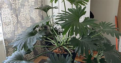 Philodendron Album On Imgur
