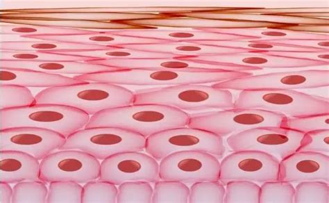 涨知识：关于皮肤细胞的那些事儿 知乎