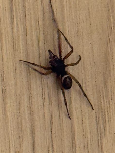 Unidentified Spider In Leeds West Yorkshire Utah United States