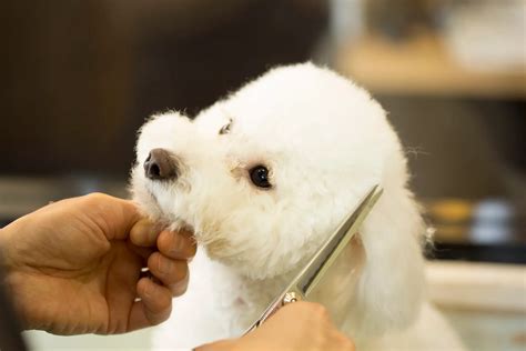大田区の動物病院、ペットサロン・ホテル 自然療法のペットメディカル久が原