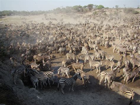Botswana Zebra Migration See Africas Largest Mammal Migration