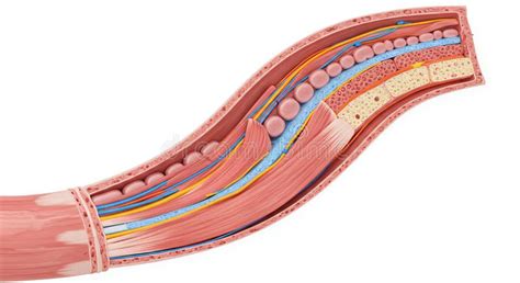 Detailed Illustration Depicting Internal Anatomy Of A Human Structure