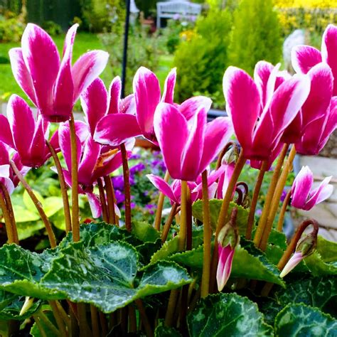 Download Cyclamen Pictures