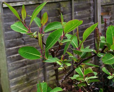 Foot Catkin Willow Salix Magnifica Growing Guides
