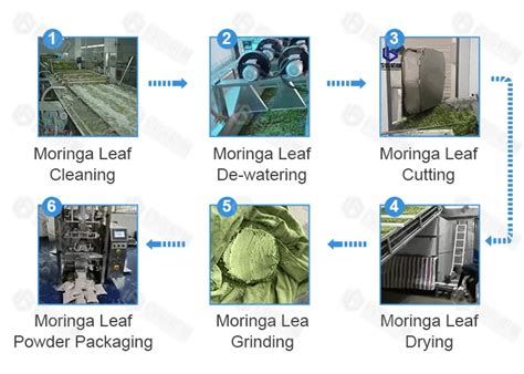Large Output Moringa Leaf Processing Line Henan Baixin Machinery