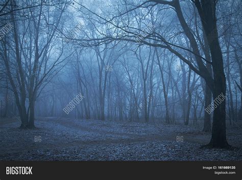 Spooky Forest Night Image And Photo Free Trial Bigstock