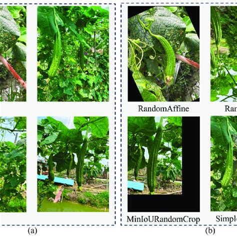 A Origin Images B Images After Data Augmentation Download