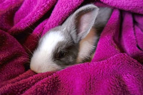 How To Protect Rabbit From Cold At Aaron Battye Blog