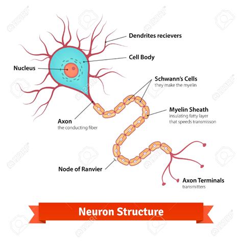 Brain Neuron Cell Diagram Vector Colorful Illustration Royalty Free