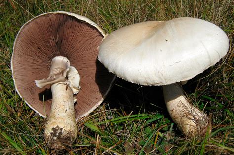 Agaricus Campestris Characteristics Identification Uses And Complete