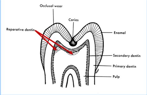 Dental Anatomy Tooth Microstructure Flashcards Quizlet