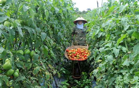 Cà Chua Trái Vụ ở Vùng Biên Đắk Nông Trúng Mùa được Giá