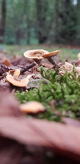 خدیجهفریمامحمودی ویرگول