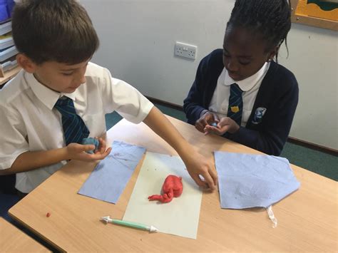 Windhill21 Year 6 Science The Anatomy Of A Heart