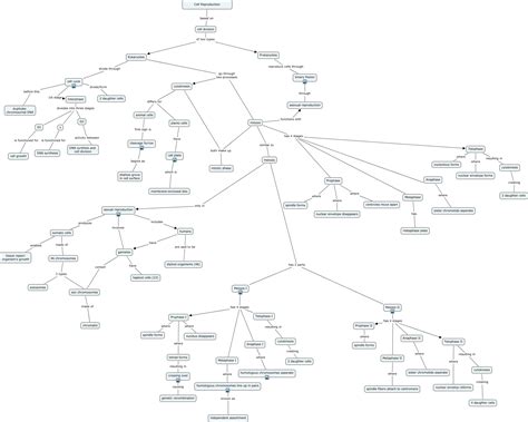 Cell Division Concept Map