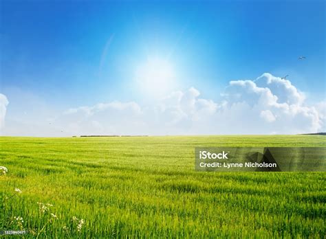 푸른 하늘 밝은 햇빛과 푹신한 구름과 밝은 여름 날에 빈 잔디 밭 0명에 대한 스톡 사진 및 기타 이미지 0명 가오리상목 경관 Istock