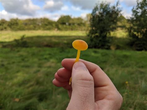 Found In Tufty Grass Uk Rmycology