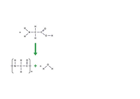 Monomers Of Polypeptides 3 Proteins Are Polymers Made Of Amino Acid
