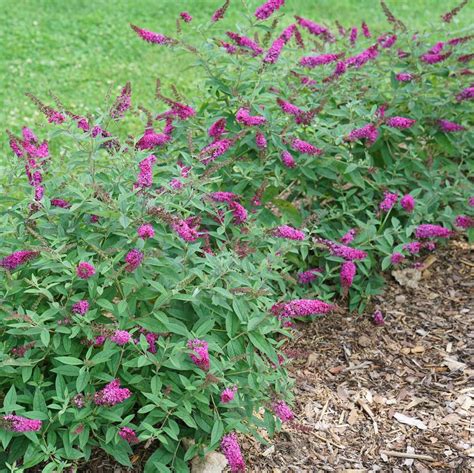 Buddleia X Lo And Behold Ruby Chip® Butterfly Bush From Saunders Brothers Inc