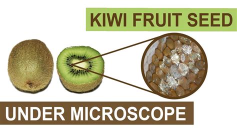 Fruit Under Microscope At Georgia Challis Blog
